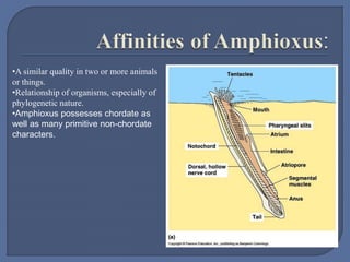Excretory organs in Amphioxus.pptx