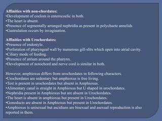 Excretory organs in Amphioxus.pptx