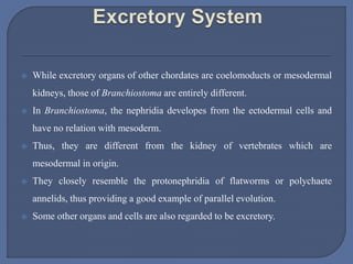 Excretory organs in Amphioxus.pptx