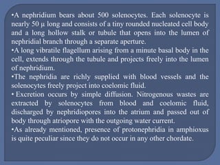 Excretory organs in Amphioxus.pptx