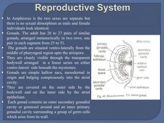 Excretory organs in Amphioxus.pptx