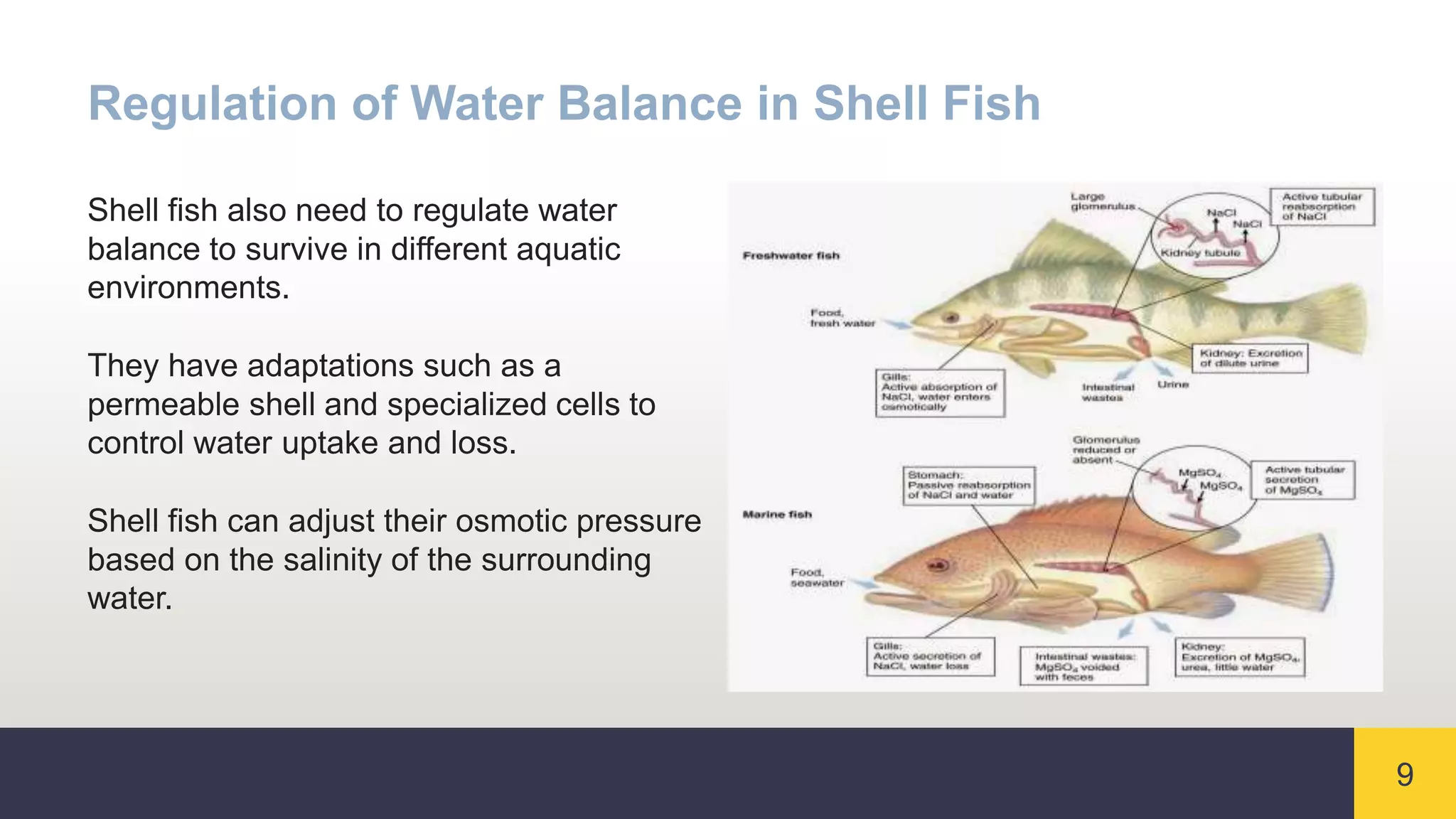 Excretory Organs In FinFish And ShellFish,Physiology of Excretion[1].pptx