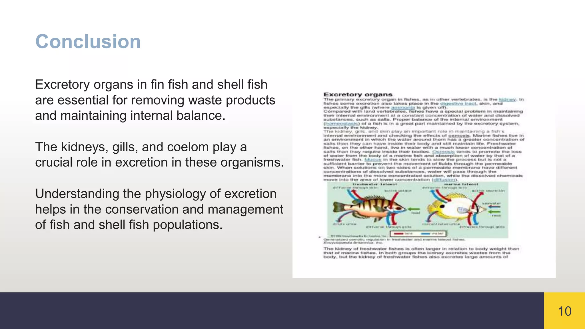 Excretory Organs In FinFish And ShellFish,Physiology of Excretion[1].pptx