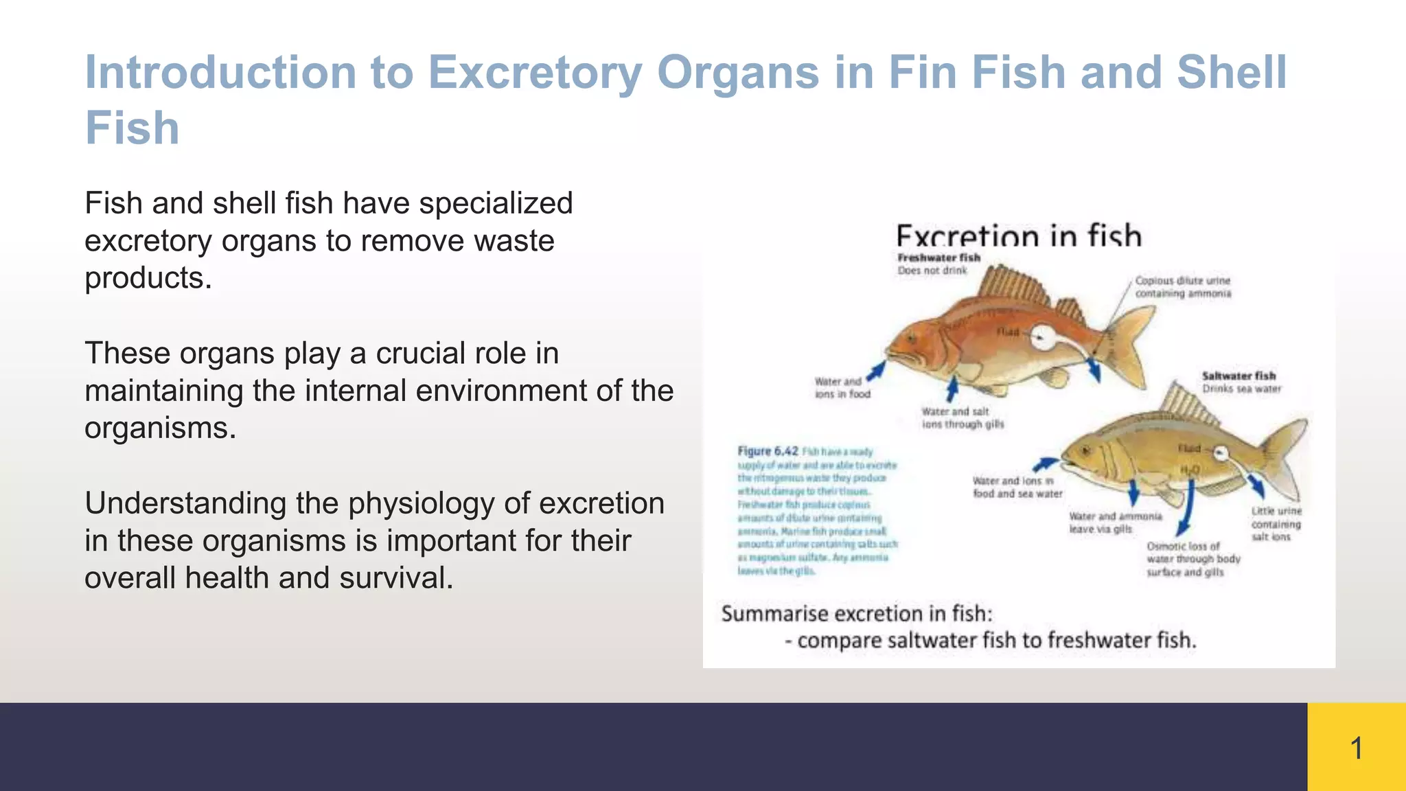 Excretory Organs In FinFish And ShellFish,Physiology of Excretion[1].pptx