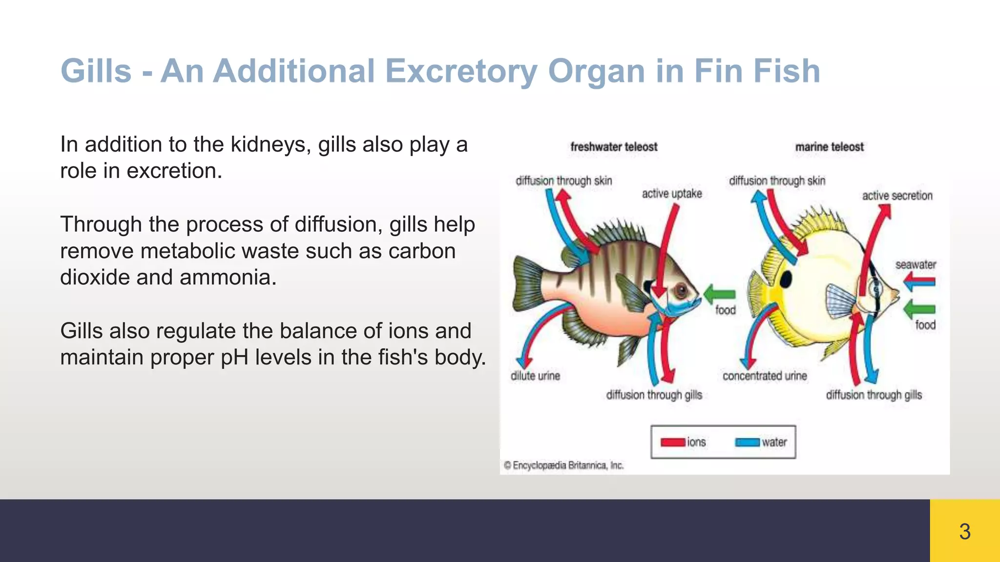 Excretory Organs In FinFish And ShellFish,Physiology of Excretion[1].pptx