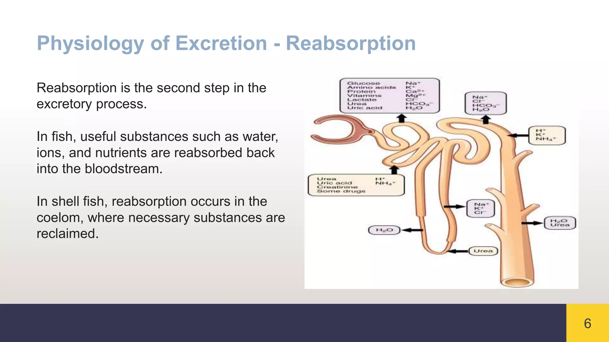 Excretory Organs In FinFish And ShellFish,Physiology of Excretion[1].pptx