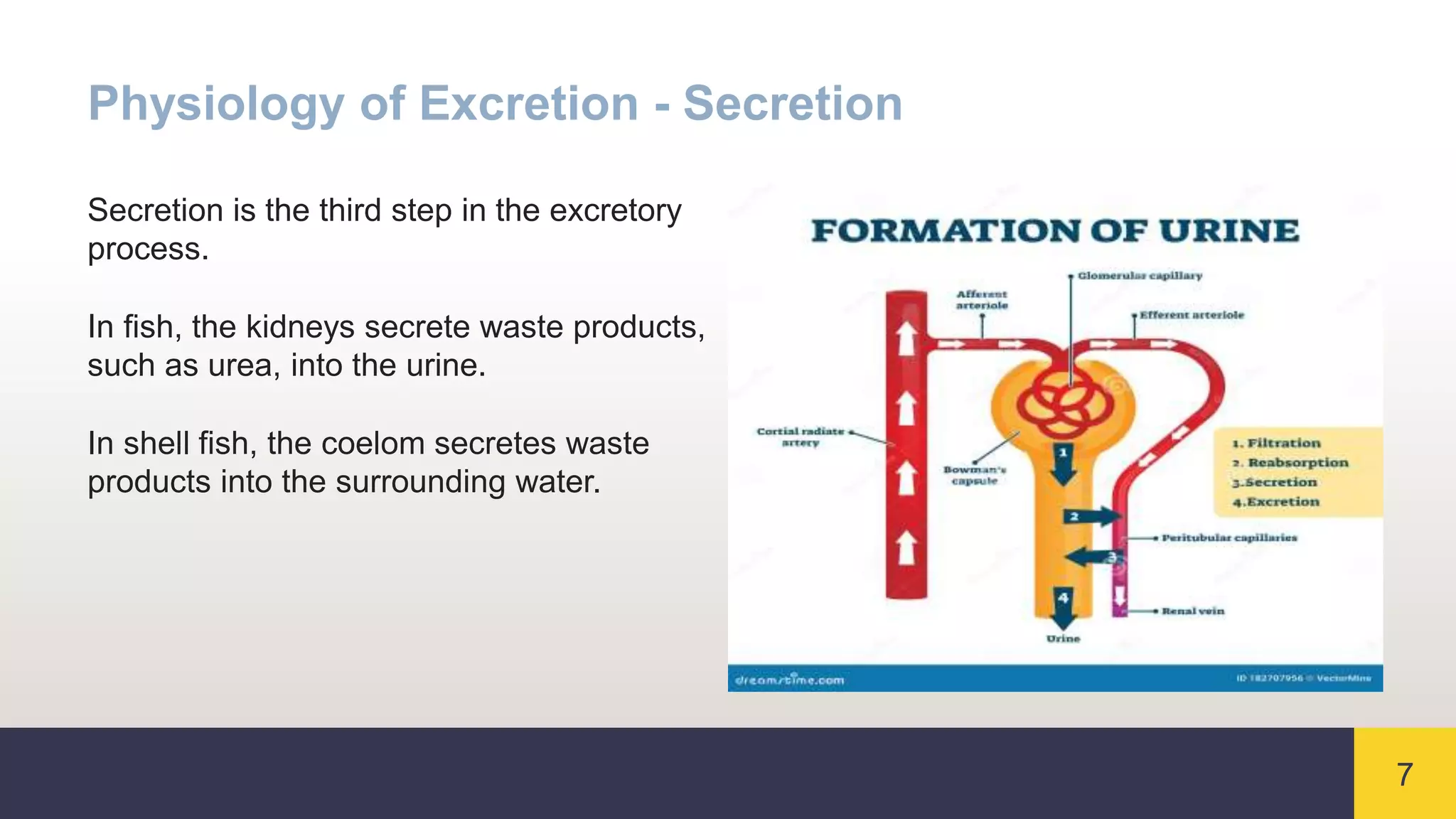 Excretory Organs In FinFish And ShellFish,Physiology of Excretion[1].pptx