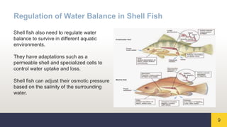 Excretory Organs In FinFish And ShellFish,Physiology of Excretion[1].pptx