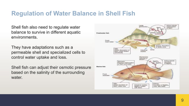 Excretory Organs In FinFish And ShellFish,Physiology of Excretion[1 ...
