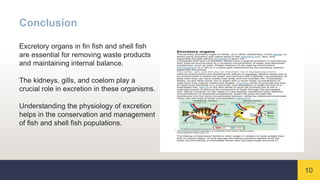 Excretory Organs In FinFish And ShellFish,Physiology of Excretion[1].pptx