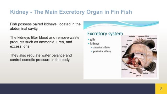 Excretory Organs In FinFish And ShellFish,Physiology of Excretion[1 ...