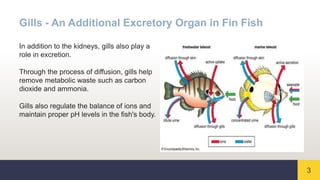 Excretory Organs In FinFish And ShellFish,Physiology of Excretion[1].pptx