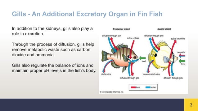 Excretory Organs In FinFish And ShellFish,Physiology of Excretion[1 ...