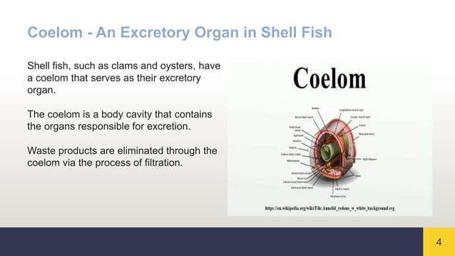 Excretory Organs In FinFish And ShellFish,Physiology of Excretion[1 ...