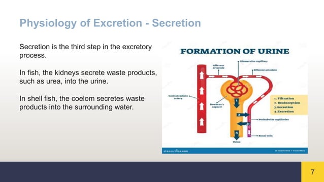 Excretory Organs In FinFish And ShellFish,Physiology of Excretion[1 ...