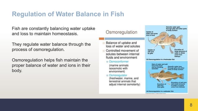 Excretory Organs In FinFish And ShellFish,Physiology of Excretion[1 ...