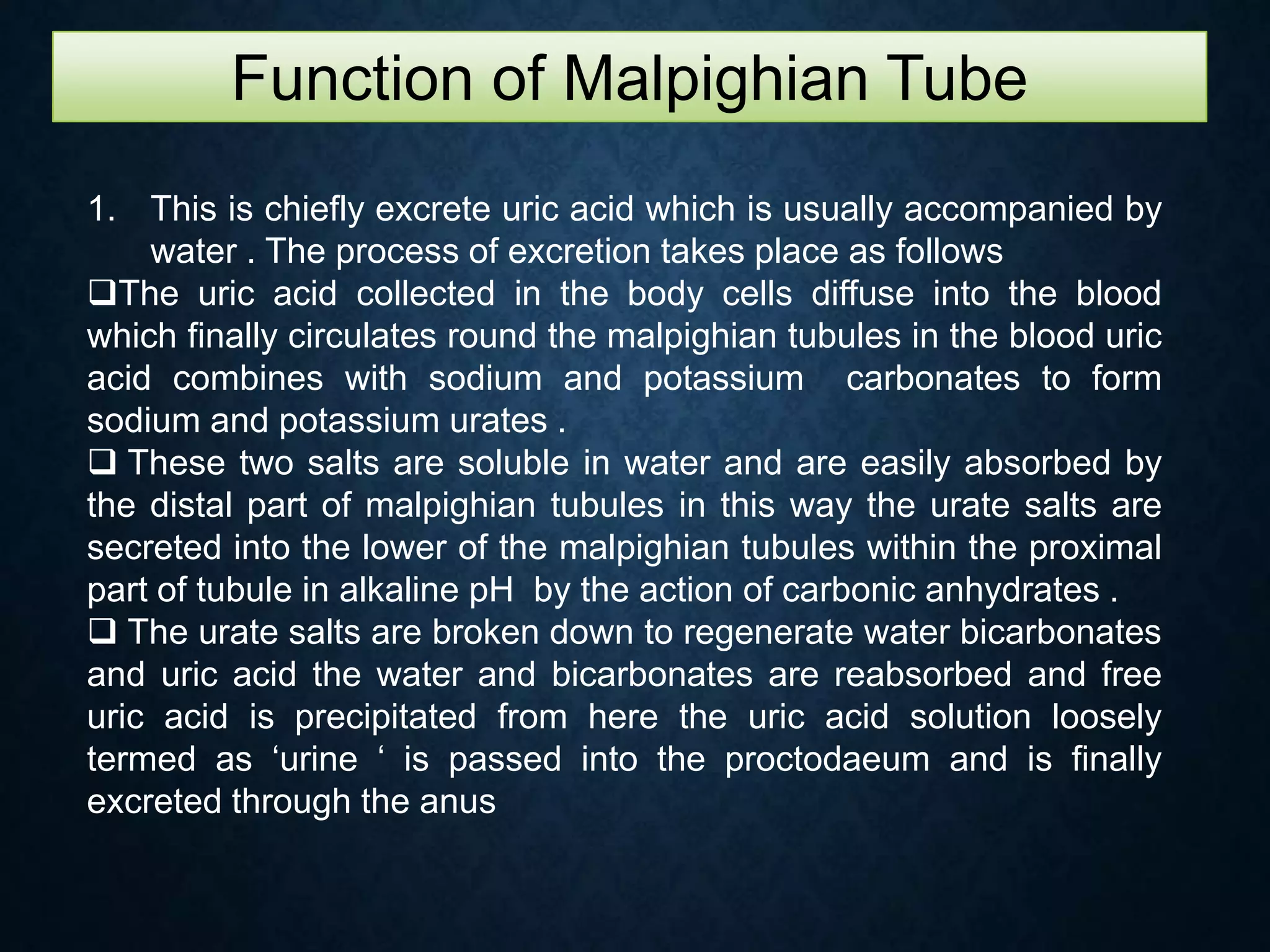 Excretory organs in insects | PPTX