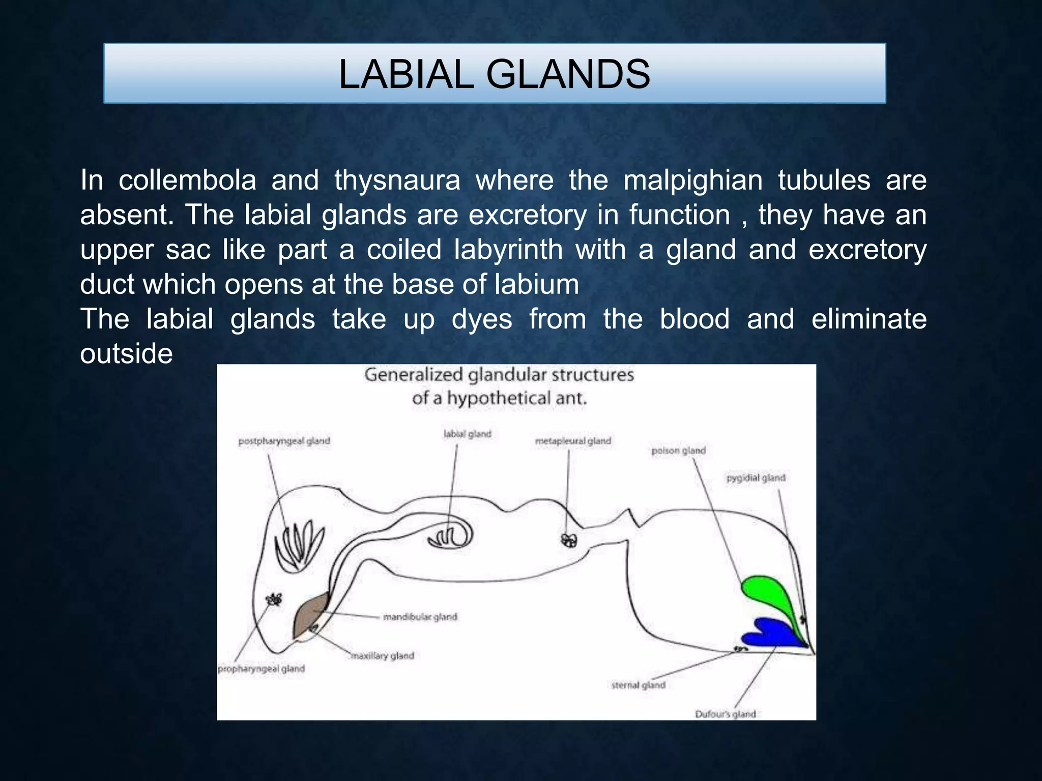 Excretory organs in insects | PPTX