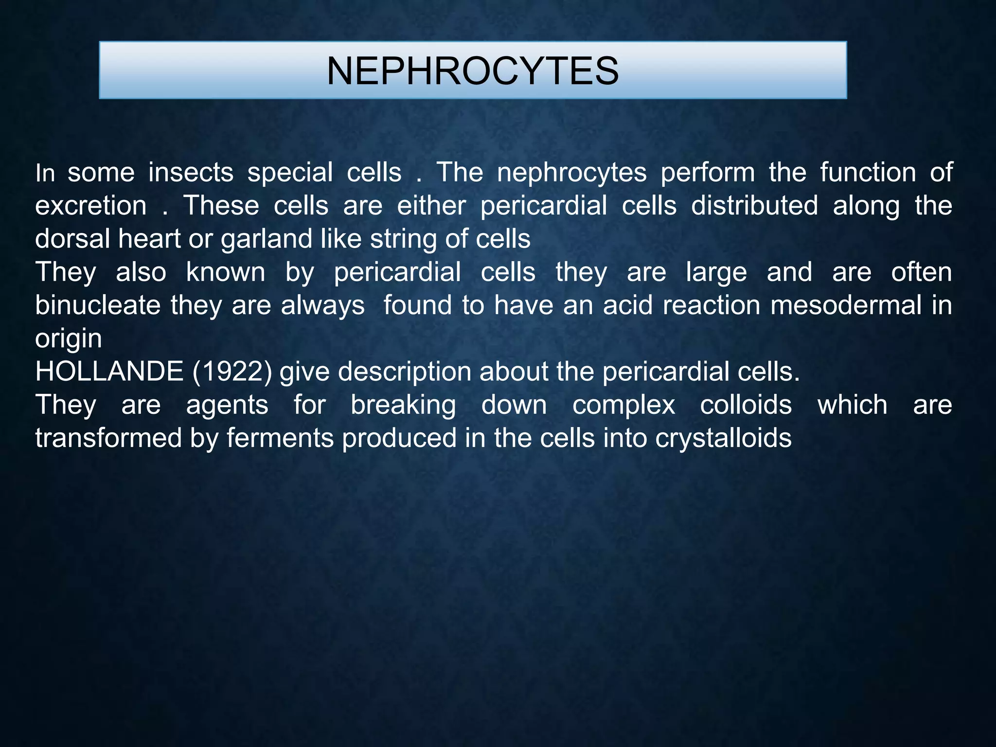 Excretory organs in insects | PPTX
