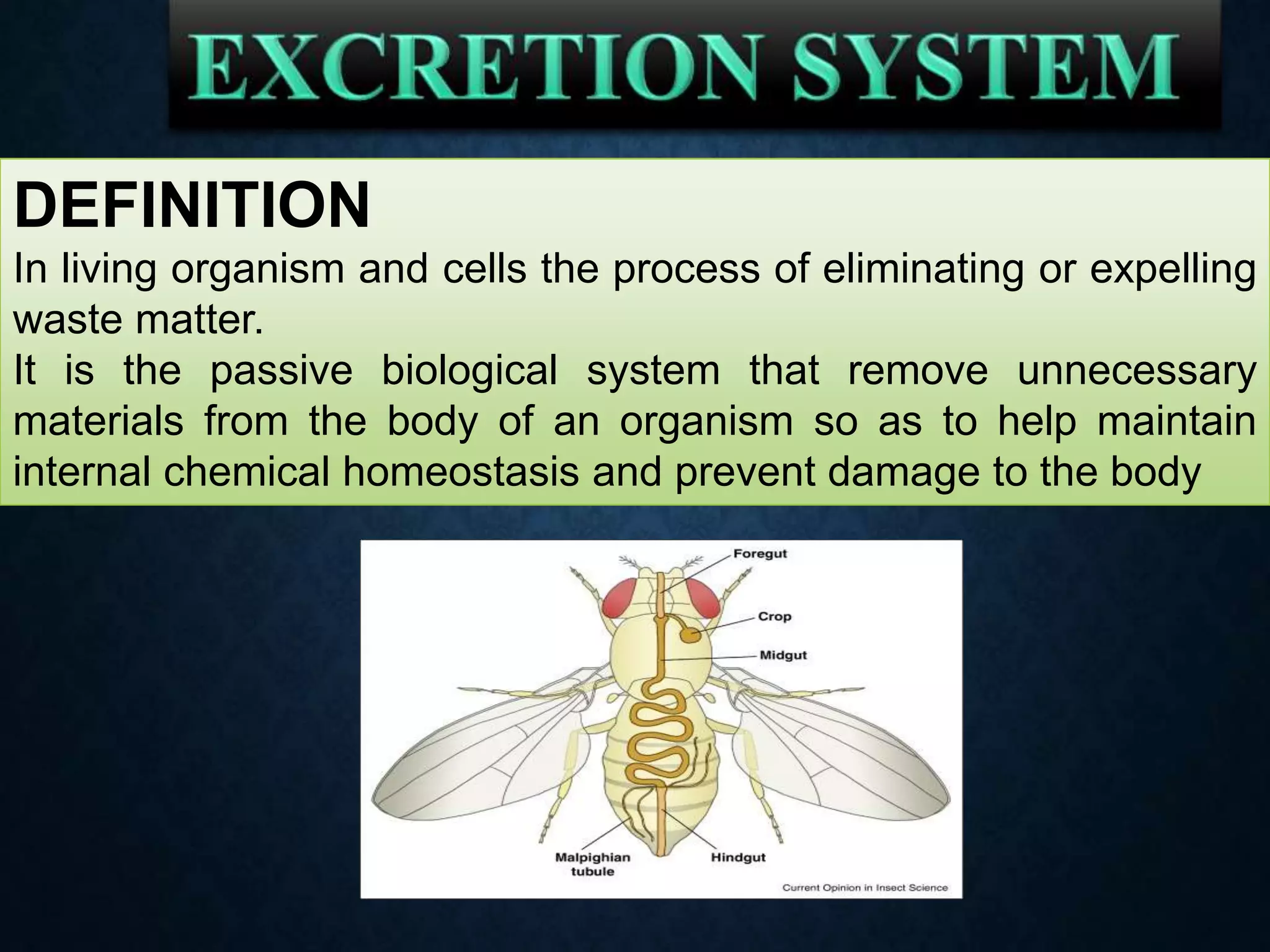 Excretory organs in insects | PPTX