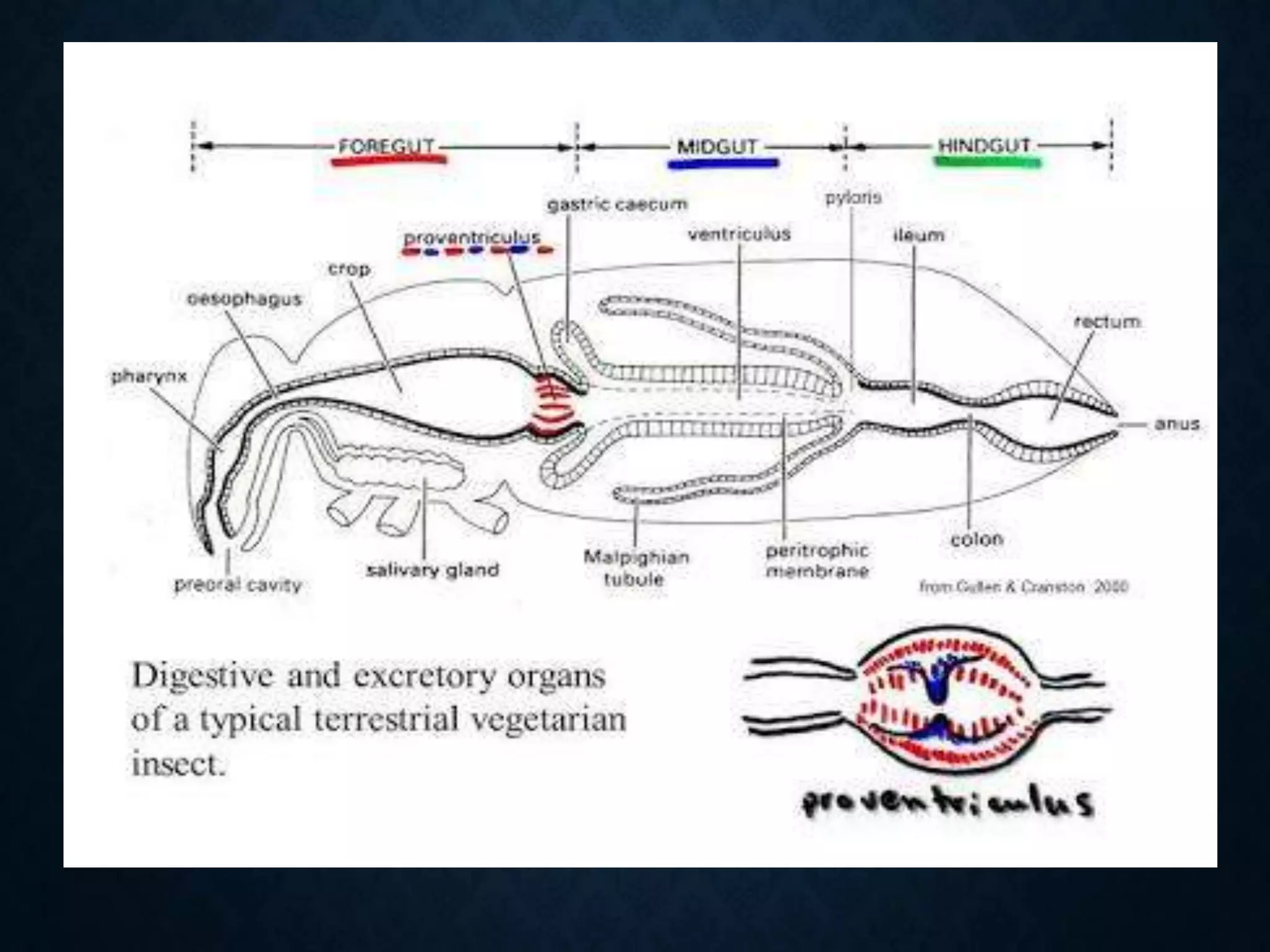 Excretory organs in insects | PPTX