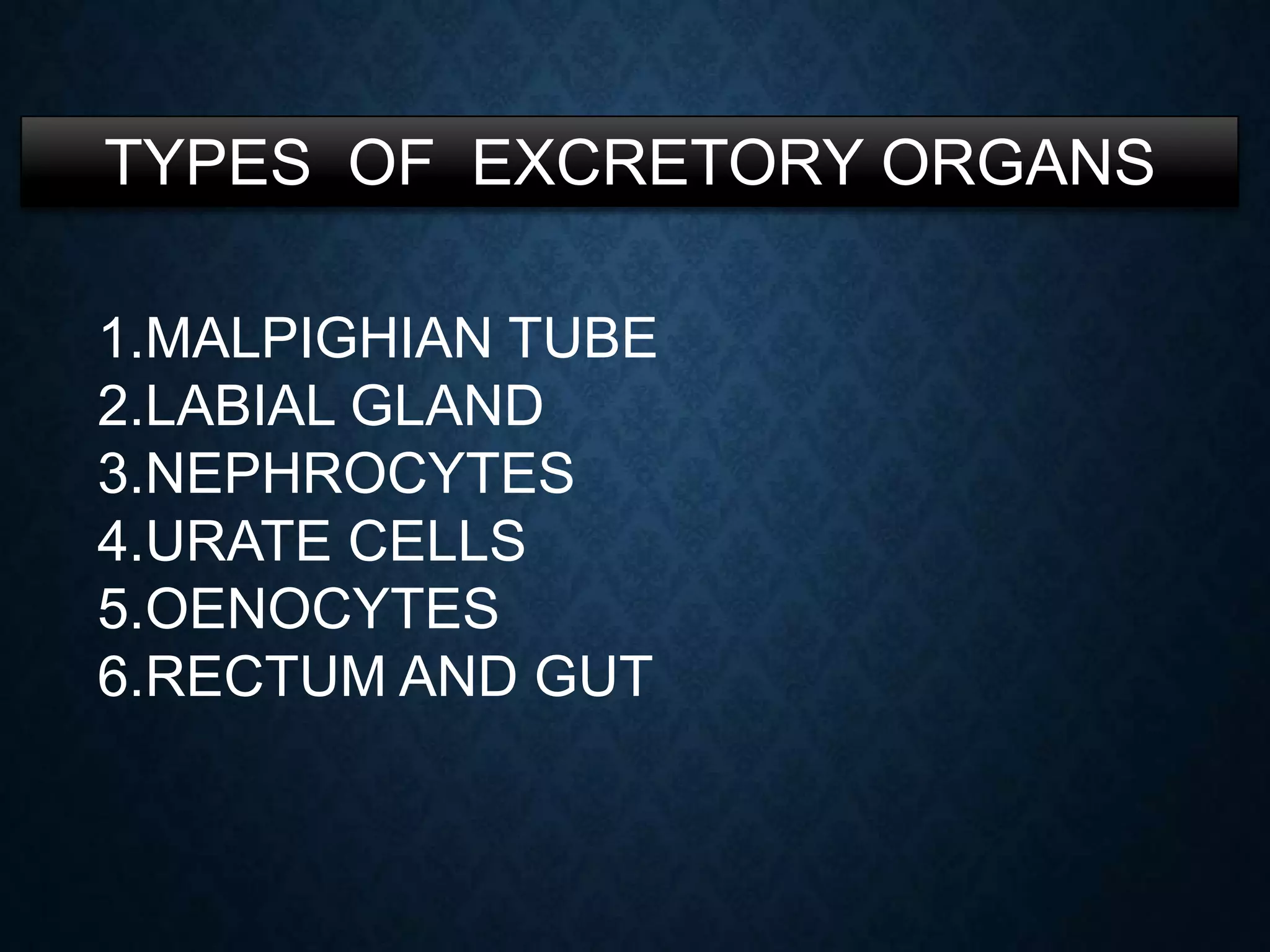 Excretory organs in insects | PPTX