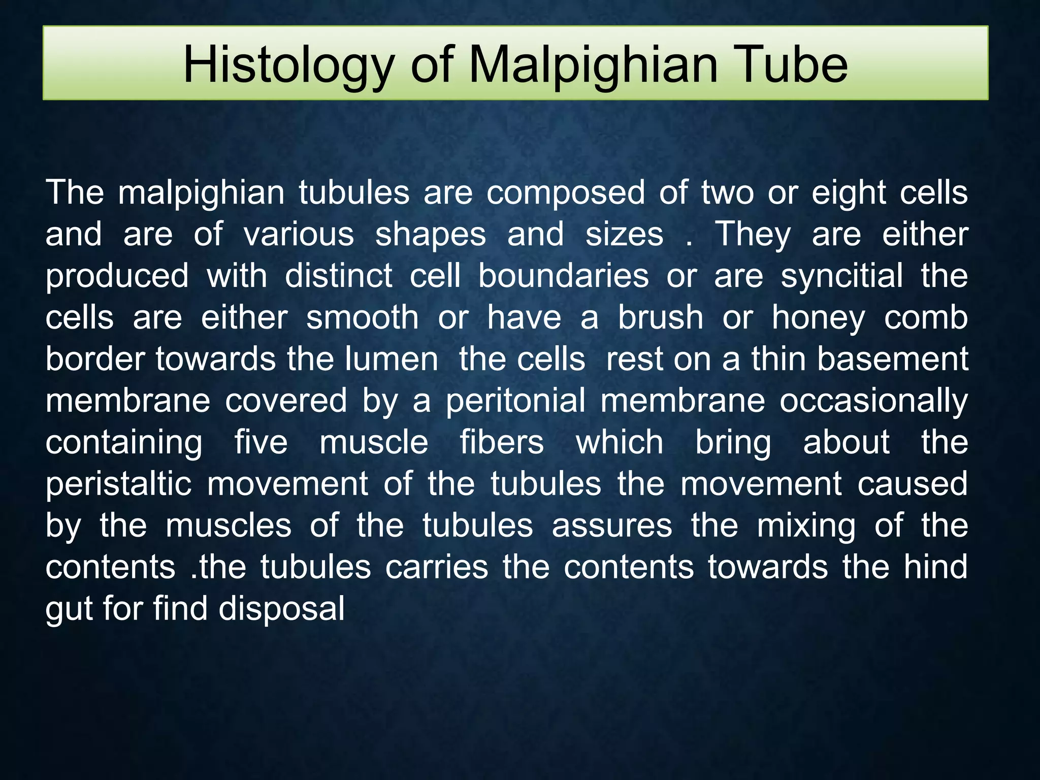 Excretory organs in insects | PPTX