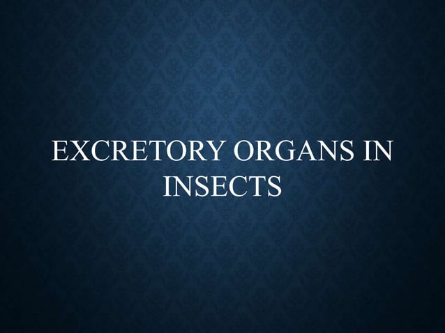 Excretory organs in insects | PPTX | Biological Sciences | Science