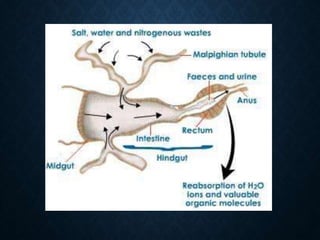 Excretory organs in insects | PPTX