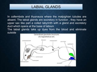Excretory organs in insects | PPTX
