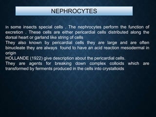 Excretory organs in insects | PPTX
