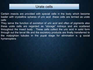 Excretory organs in insects | PPTX