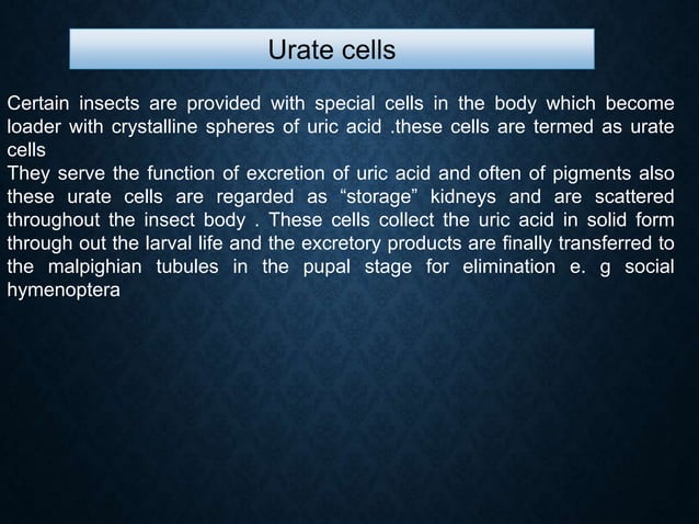 Excretory organs in insects | PPTX | Biological Sciences | Science