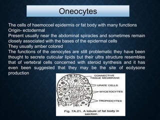 Excretory organs in insects | PPTX