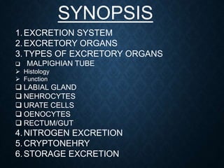 Excretory organs in insects | PPTX