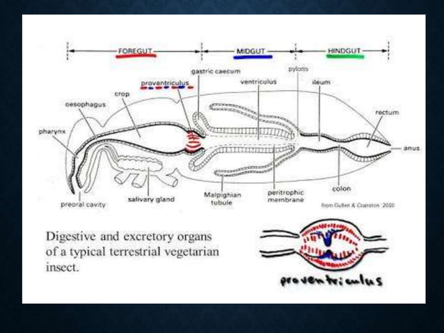 Excretory organs in insects | PPTX | Biological Sciences | Science