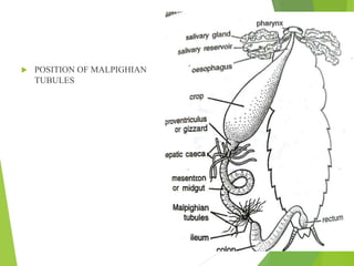 Excretory organs in invertebrates | PPTX