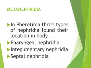 Excretory organs in invertebrates | PPTX