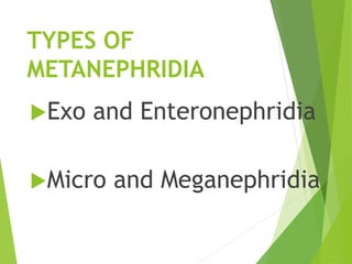 Excretory organs in invertebrates | PPTX