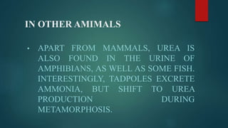 excretoryproductsinanjmalsandotherverteb.ppt