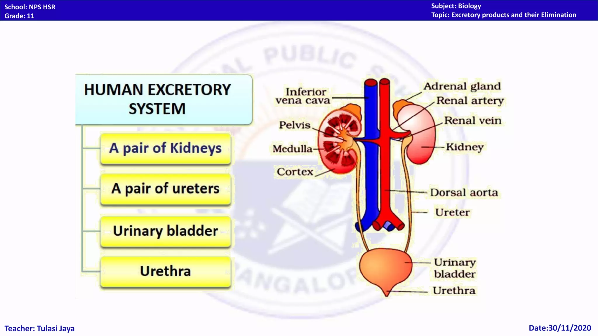 Excretory products and their elimination.pptx