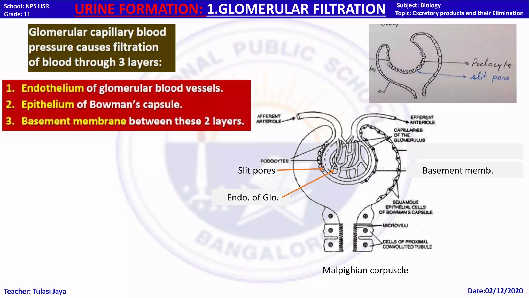 Excretory products and their elimination.pptx