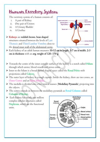 Excretory Products And Their Elimination Class 11th | PDF