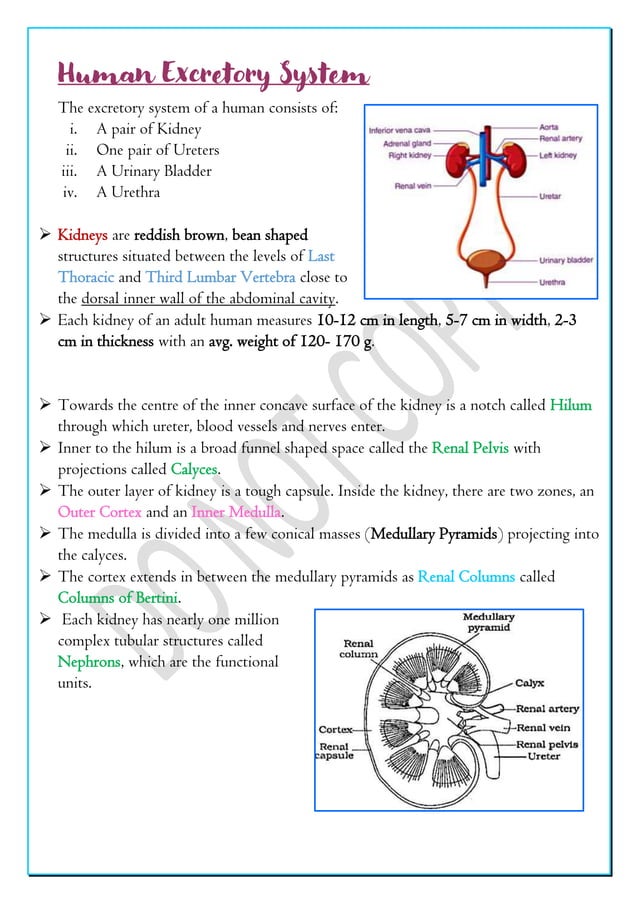Excretory Products And Their Elimination Class 11th | PDF