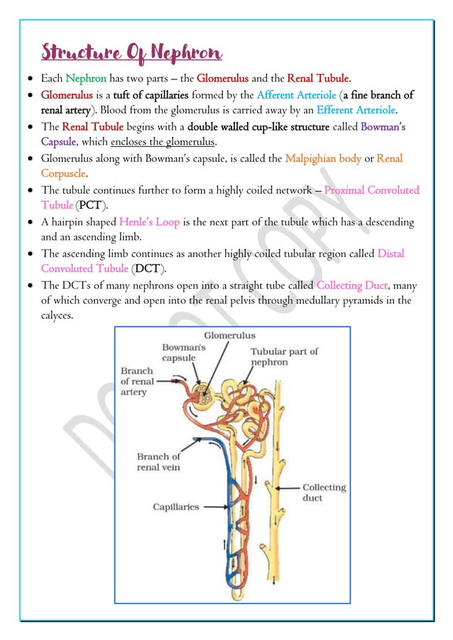 Excretory Products And Their Elimination Class 11th | PDF
