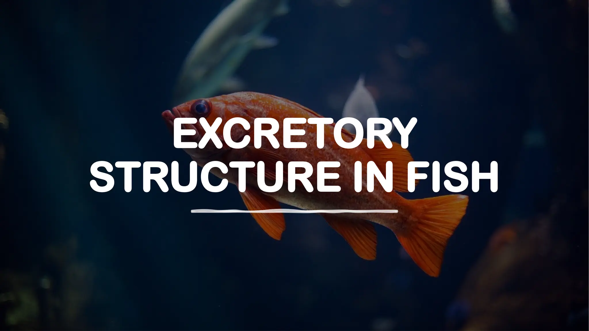 EXCRETORY STRUCTURE IN FISH .pptx