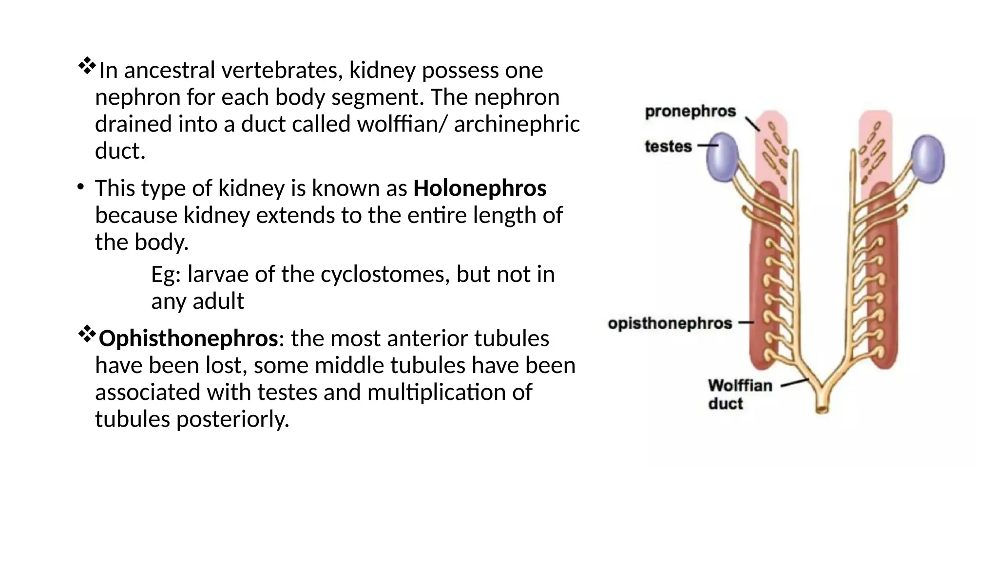 EXCRETORY STRUCTURE IN FISH .pptx