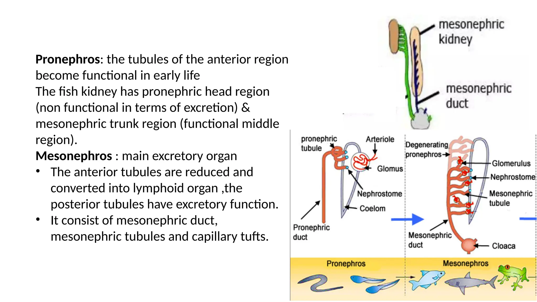 EXCRETORY STRUCTURE IN FISH .pptx