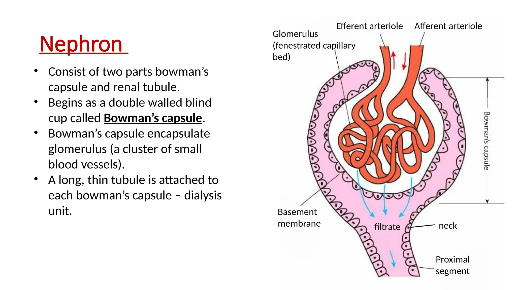 EXCRETORY STRUCTURE IN FISH .pptx