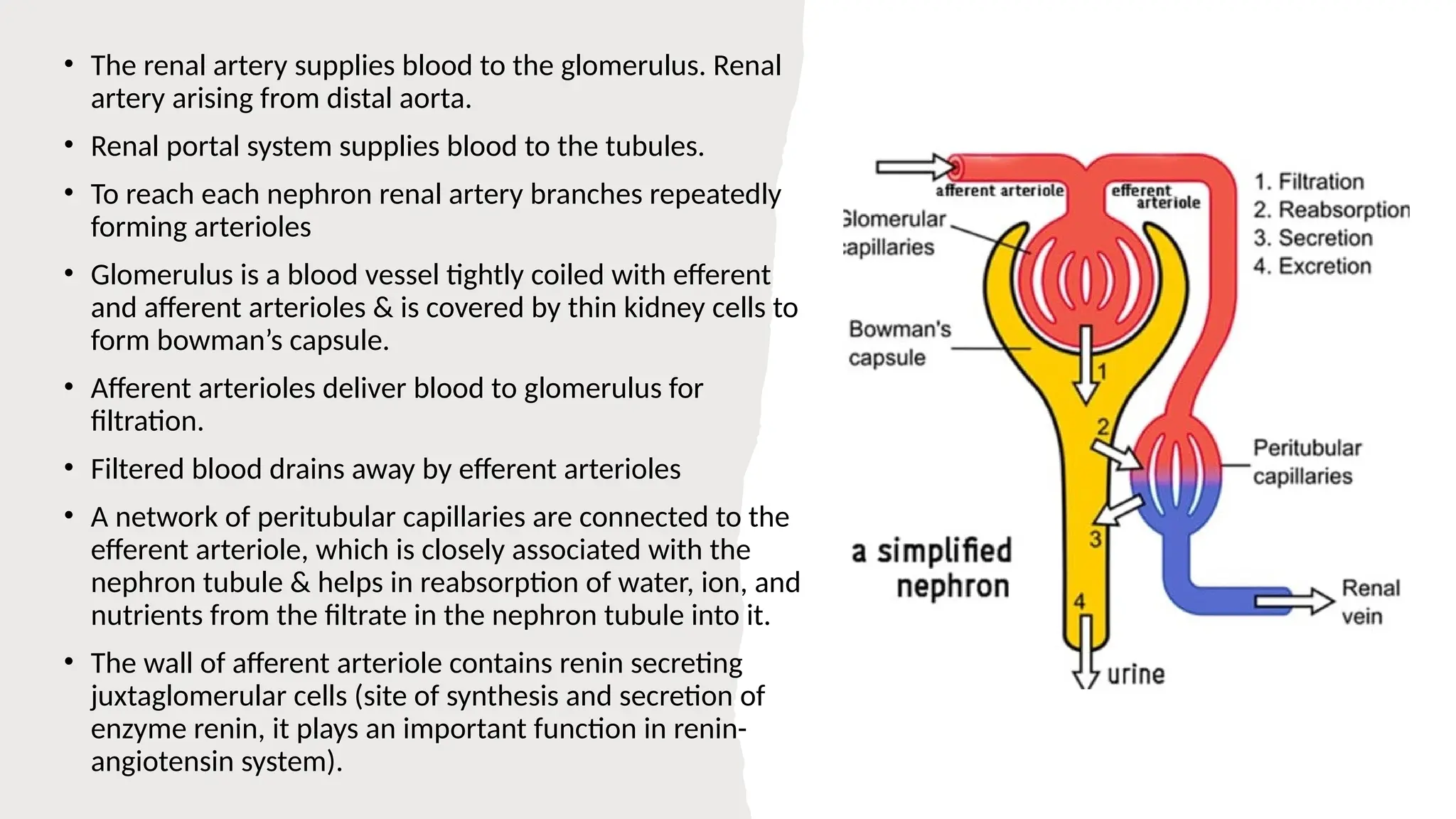 EXCRETORY STRUCTURE IN FISH .pptx
